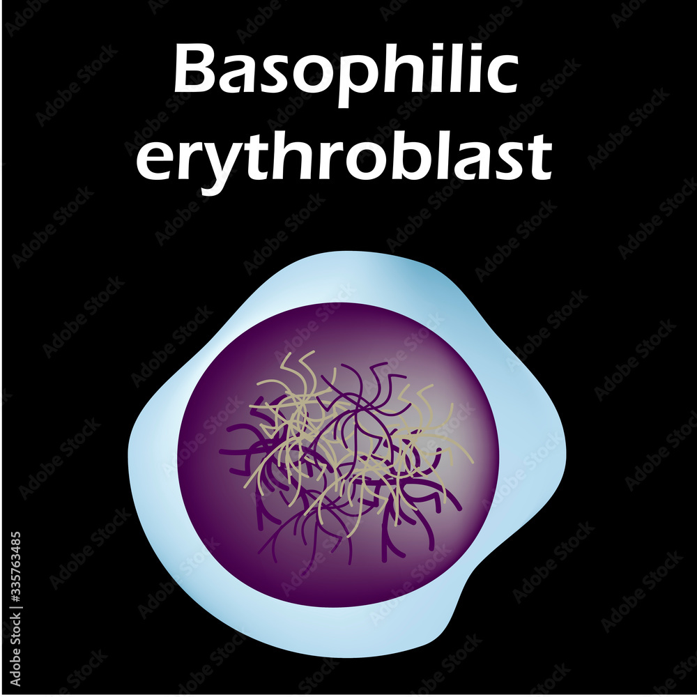 The structure of the erythrocyte. Erythrocyte blood cell. The structure ...