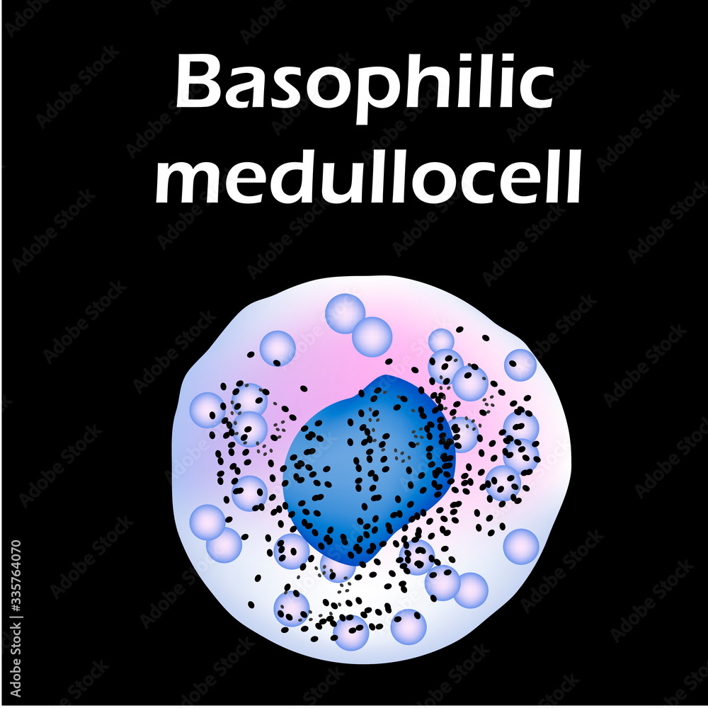 Basophils structure. Basophils blood cells. White blood cells ...