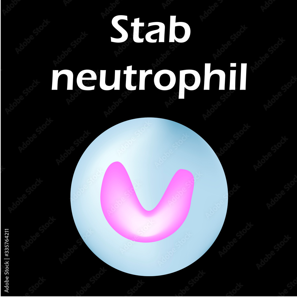 Neutrophils structure. Blood cell neutrophils. White blood cells ...