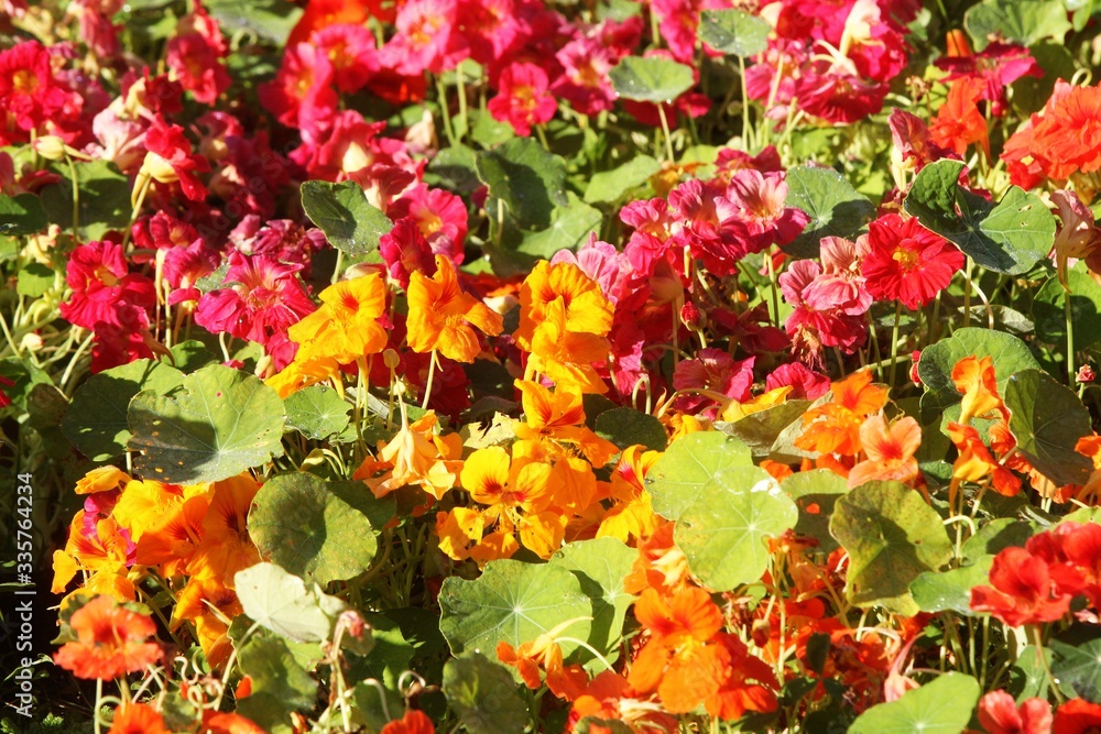 Colorful nasturtium edible flowers (Tropaeolum majus) grow in the ...