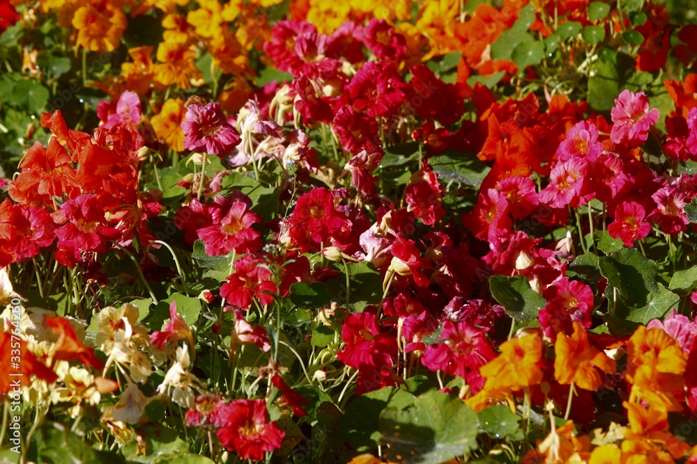 Colorful nasturtium edible flowers (Tropaeolum majus) grow in the ...