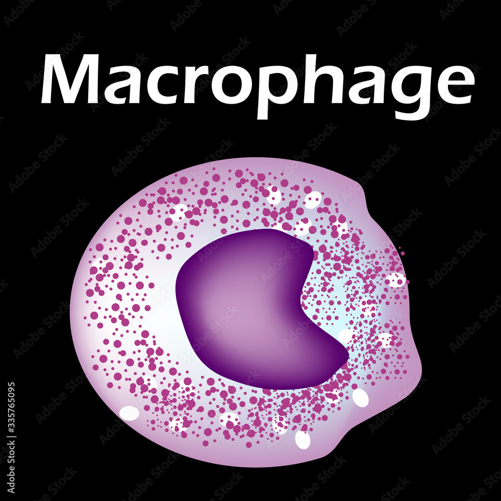 The structure of the monocyte. Monocytes blood cell. macrophage. White ...