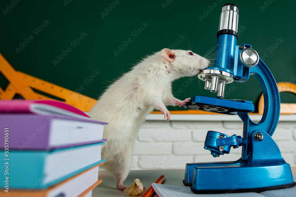 White test rat sitting on microscope, laboratory research. White ...