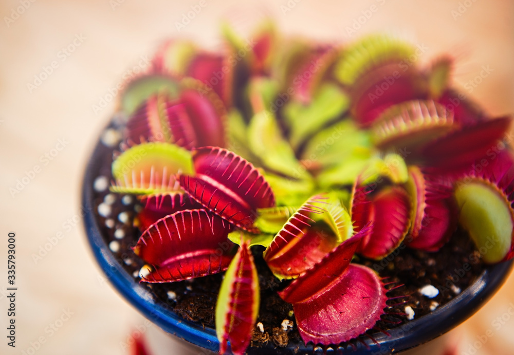 Dionaea Muscipula flowers.Carnivorous Venus flytrap plants in closeup ...