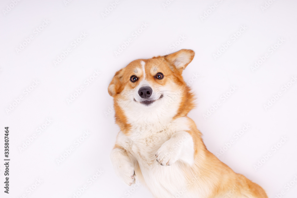 the Pembroke Welsh Corgi dog is lying on its back on a white background ...