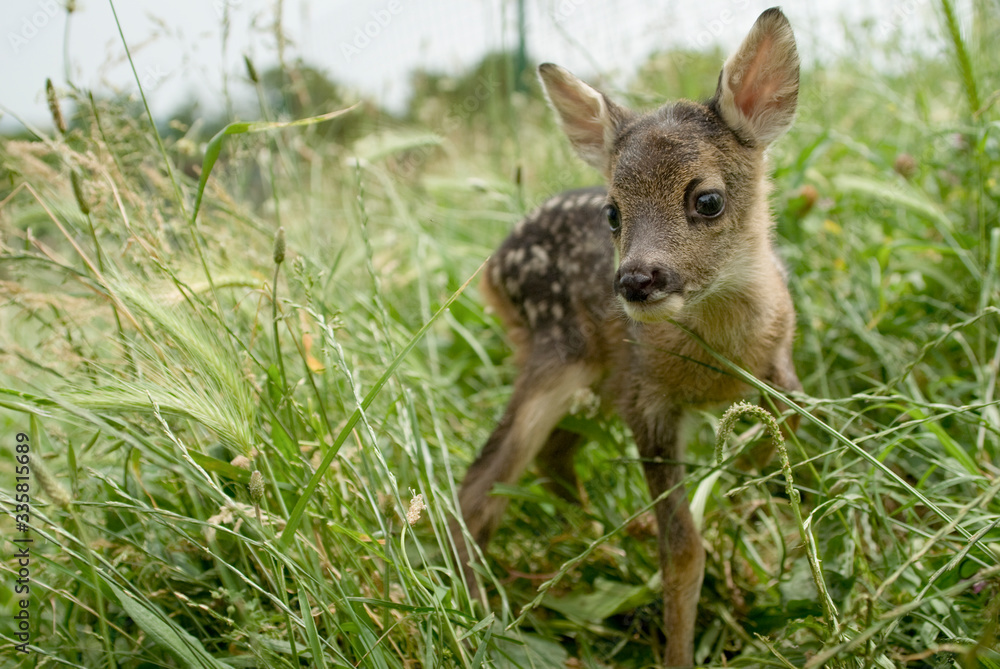 Portrait de petits chevreuils au milieu d'une foret en Europe durant l ...