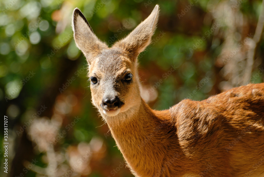 Portrait de petits chevreuils au milieu d'une foret en Europe durant l ...