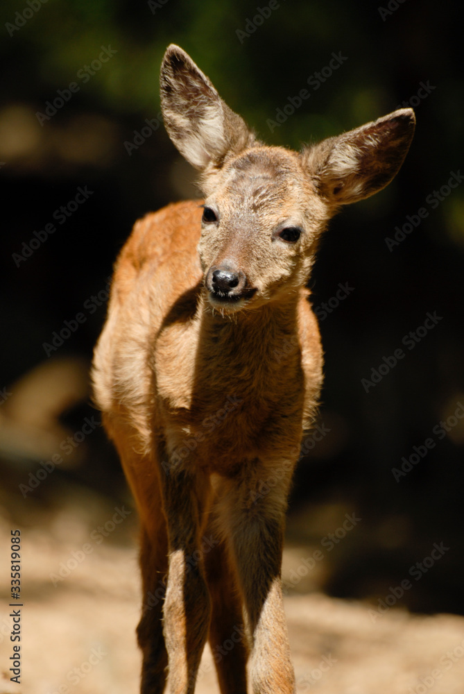 Portrait de petits chevreuils au milieu d'une foret en Europe durant l ...
