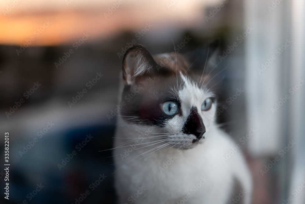 gato blanco y negro de ojos azules asomado en la ventana donde se ...