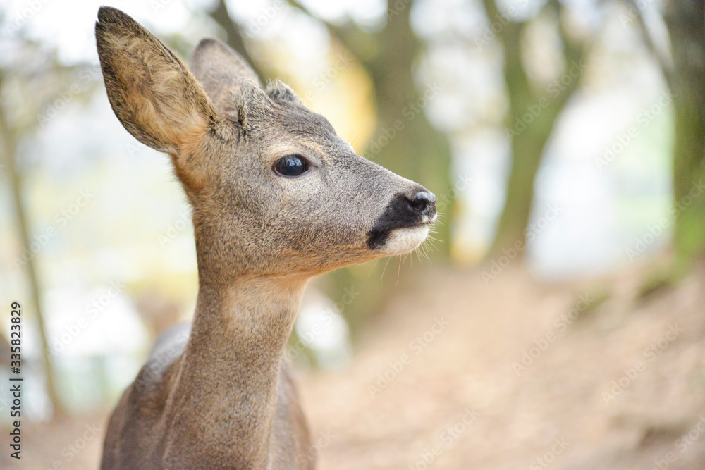 Portrait de petits chevreuils au milieu d'une foret en Europe durant l ...