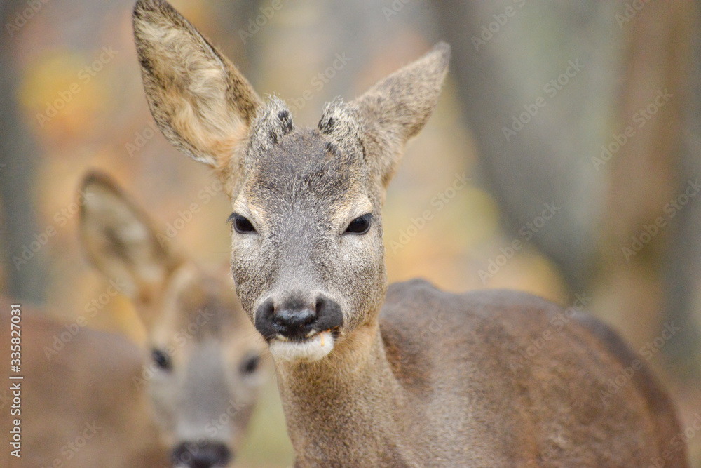 Portrait de petits chevreuils au milieu d'une foret en Europe durant l ...