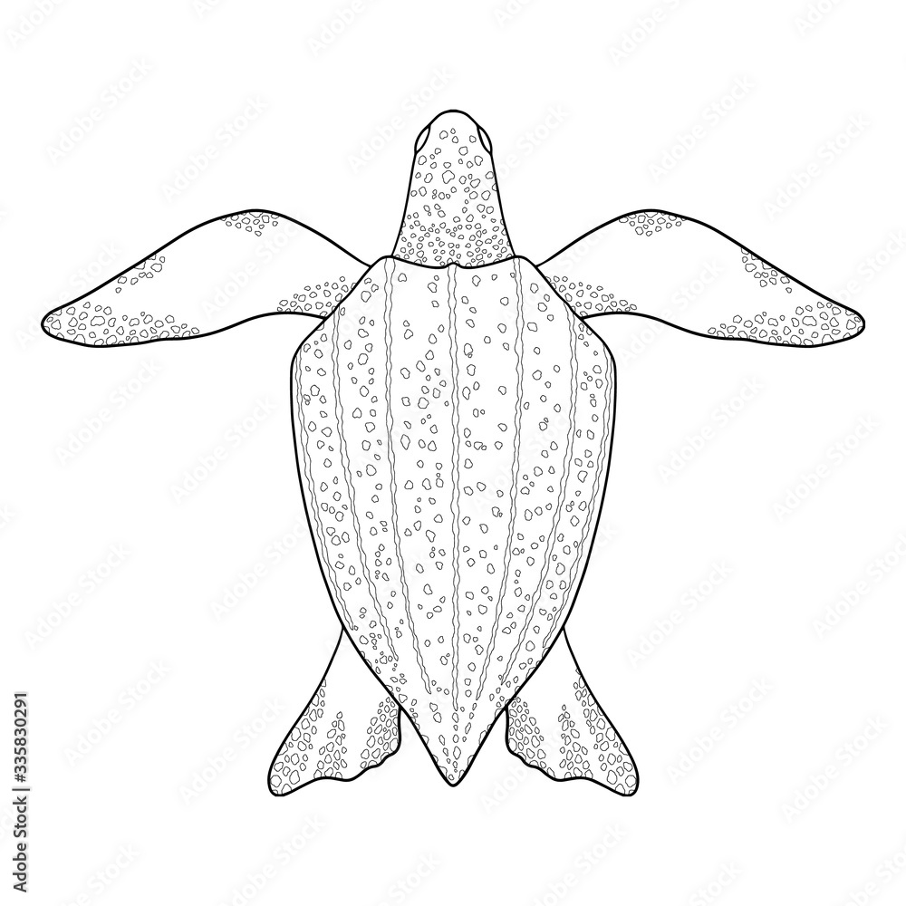 Olive Ridley Sea Turtle Drawing