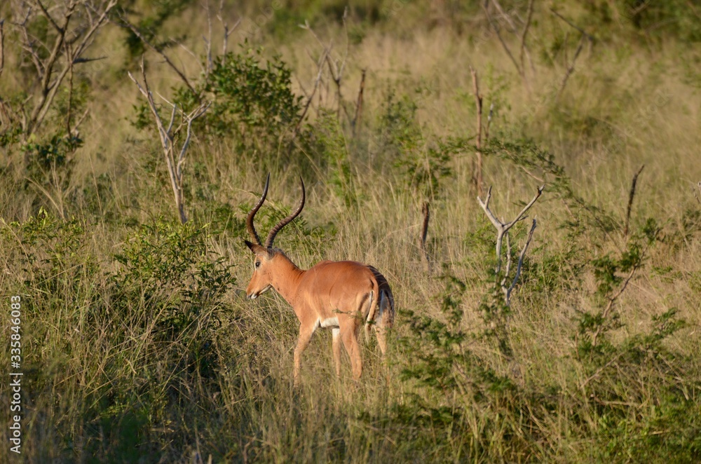 impala antelope Stock Photo | Adobe Stock