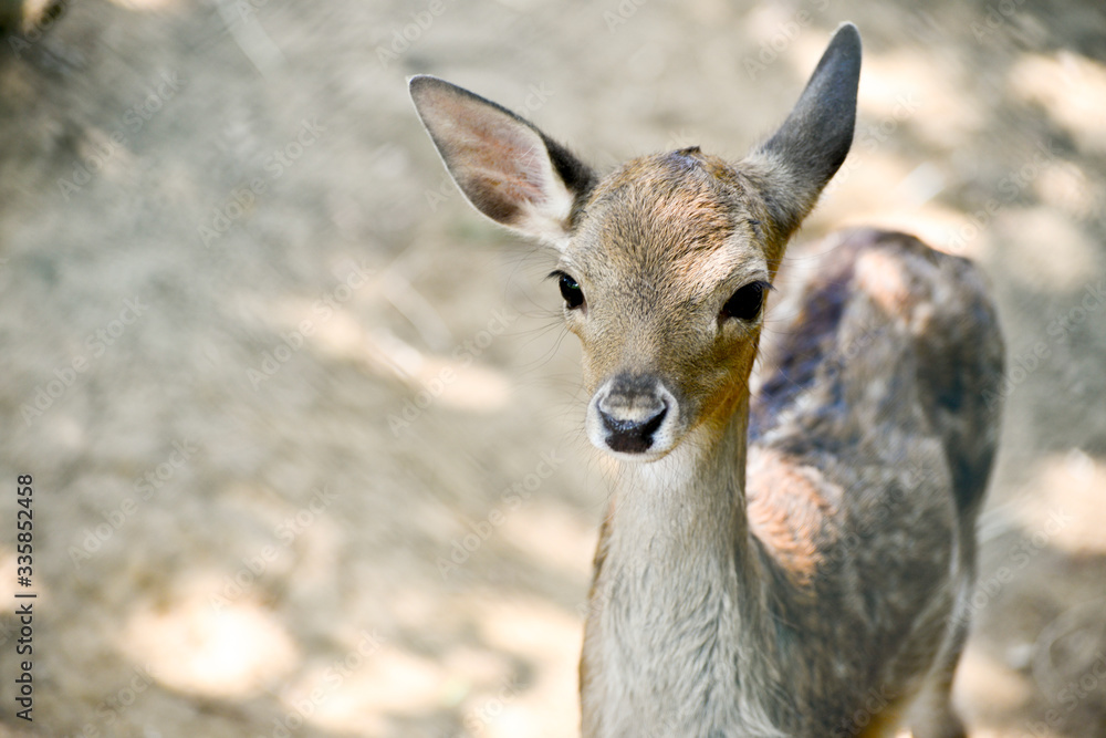 Portrait de petits chevreuils au milieu d'une foret en Europe durant l ...