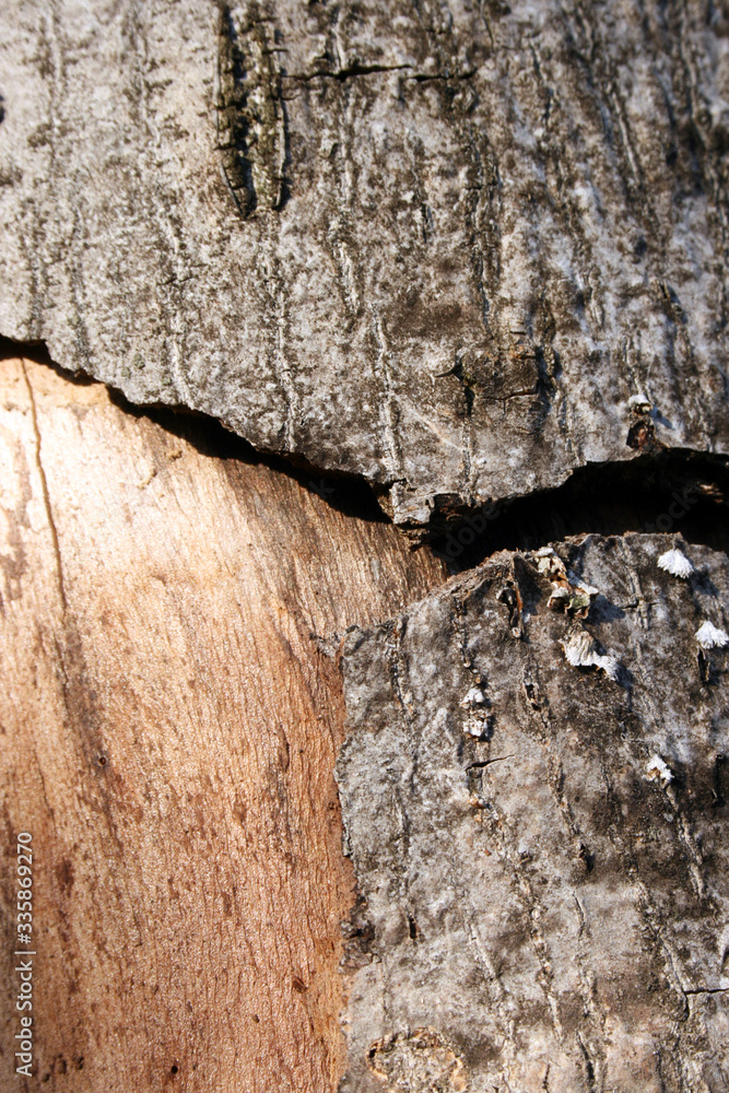 Wood disease, problematic infection of tree bark Stock Photo | Adobe Stock