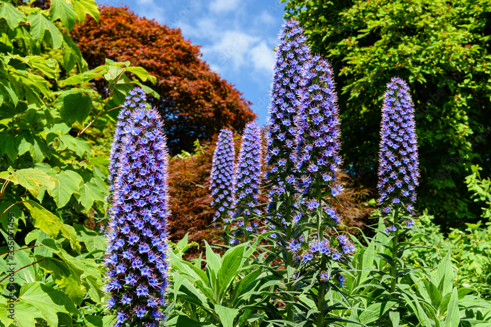 Tall blue compound flower spikes of Pride of Madeira (Echium candicans ...