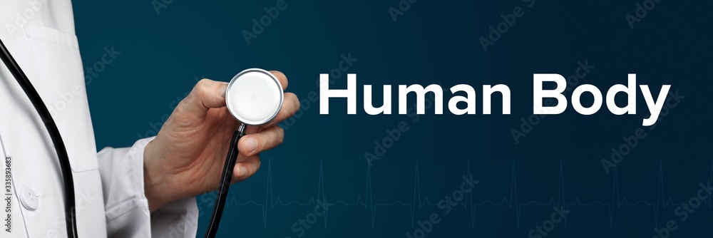 Human Body. Doctor in smock holds stethoscope. The word Human Body is ...