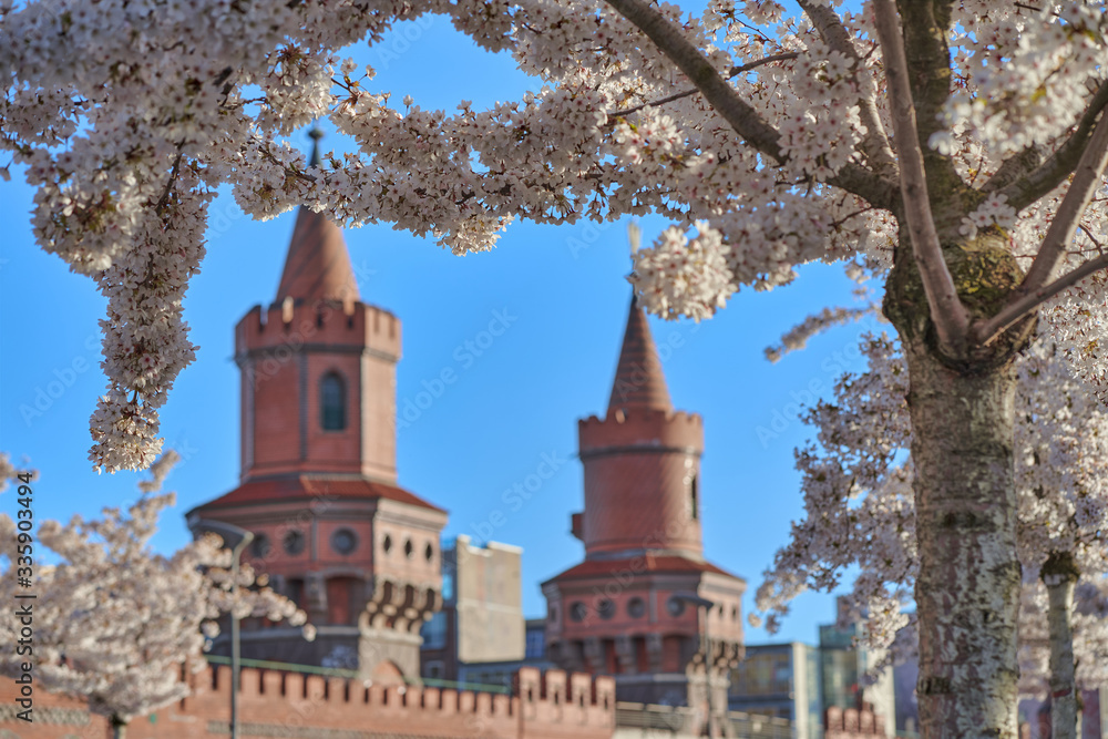 Berlin Spring. white and pink blossoming cherry trees with blurred ...