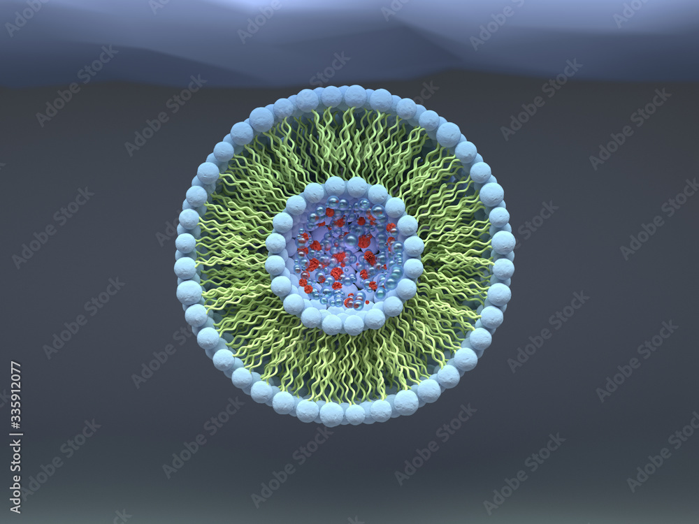 Fotografie, Obraz Structure of liposome, phospholipid, micelle, 3d ...