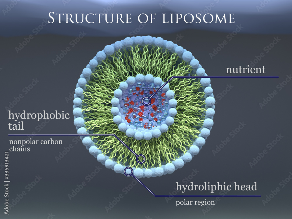 Structure of liposome, phospholipid, micelle, 3d render illustration ...