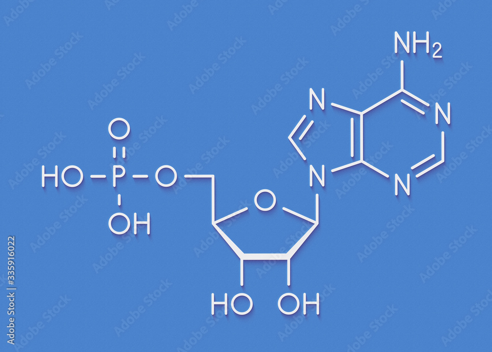 Adenosine monophosphate (AMP, adenylic acid) molecule. Nucleotide ...