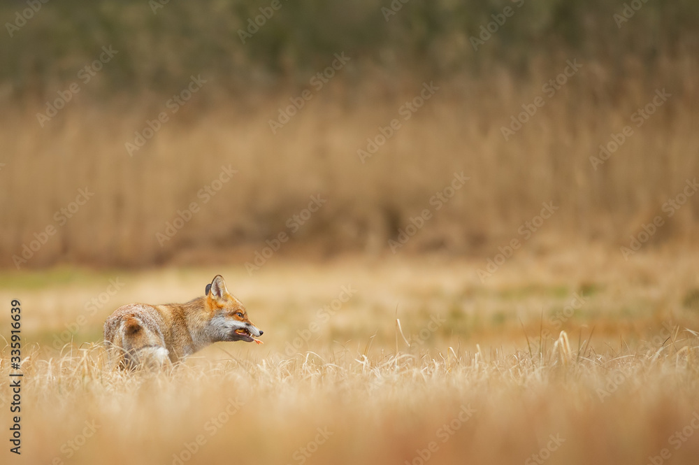 Red fox with angry face is eating small bird. Wild fox feeding itself ...