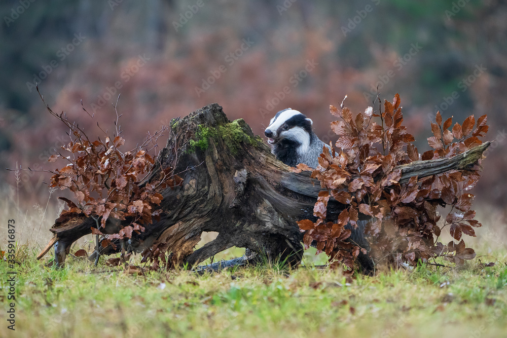 European badger curiosly sniffing around a tree stump with roots Stock ...