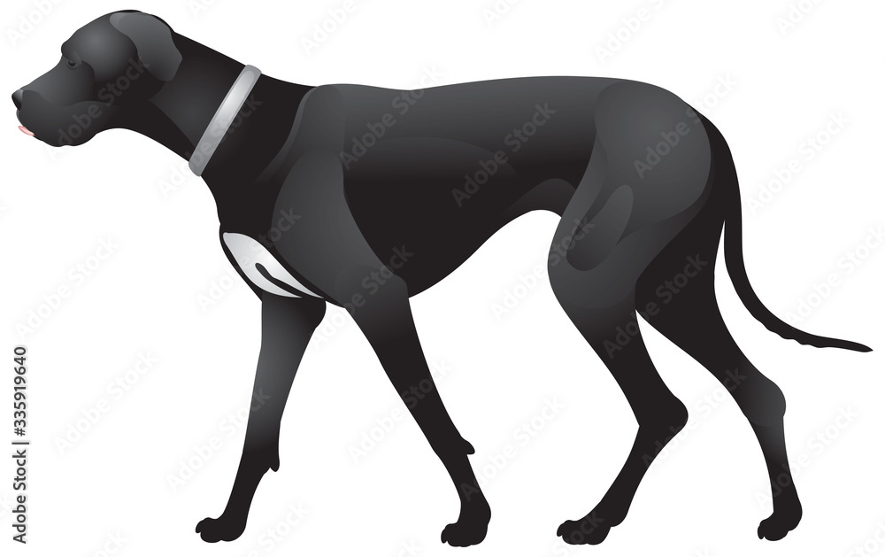 Dog Great Dane walk, a German breed of domestic dog known for its large ...