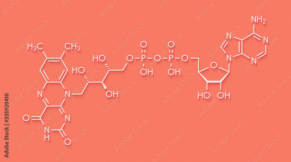 Flavin adenine dinucleotide (FAD) redox coenzyme molecule. Skeletal ...