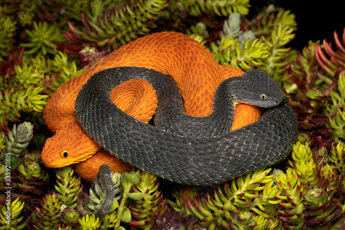 Orange Viper Snake