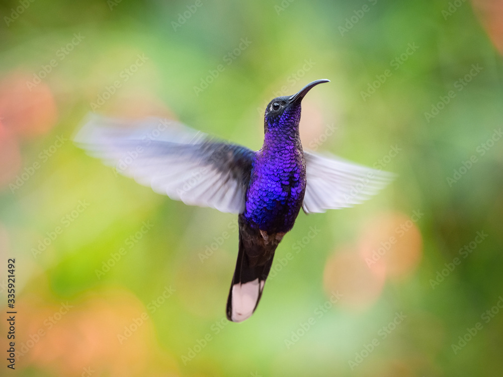 Violet sabrewing, Campylopterus hemileucurus The Hummingbird is ...