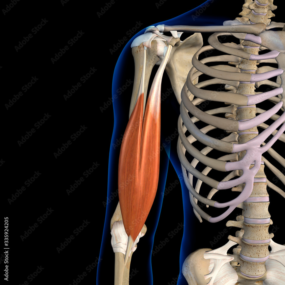 Biceps Brachii Muscles Anterior View Anatomy on Black Background Stock ...