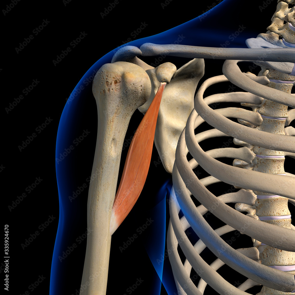 Coracobrachialis Muscle Isolated in Anterior View Anatomy on Black ...