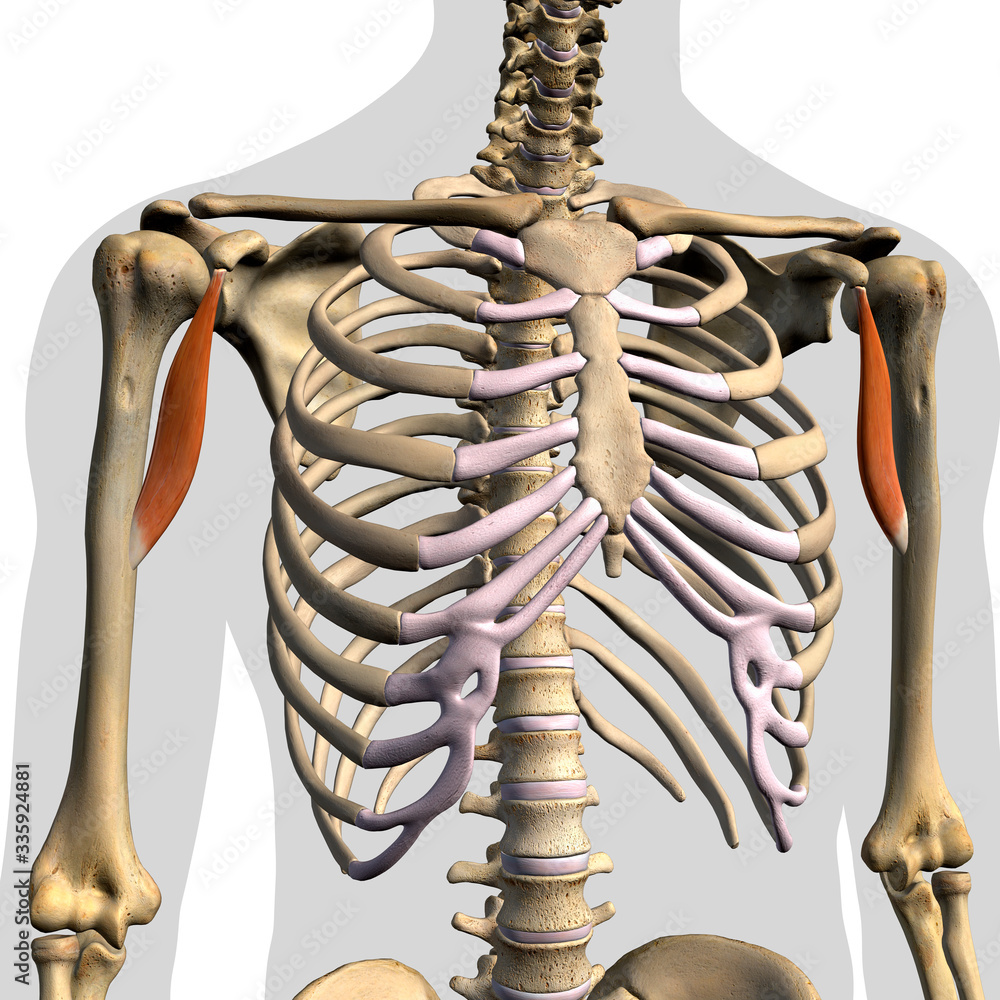 Coracobrachialis Muscles Isolated in Anterior View Human Anatomy on ...