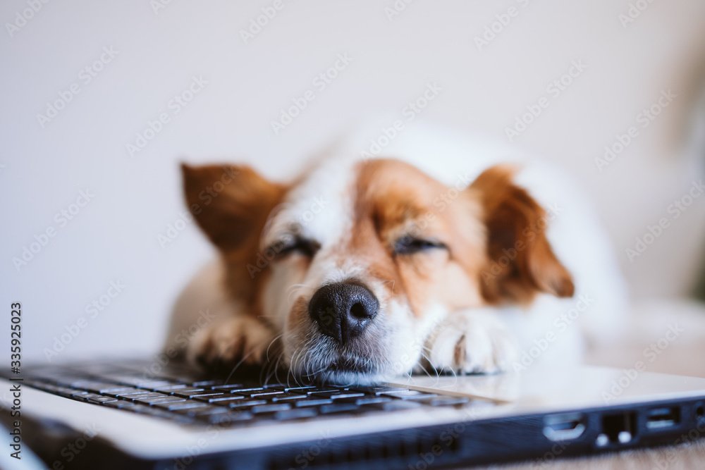 Cute Tired Dog