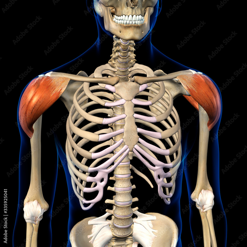 Photo & Art Print Deltoid Muscles Isolated in Anterior View Human ...