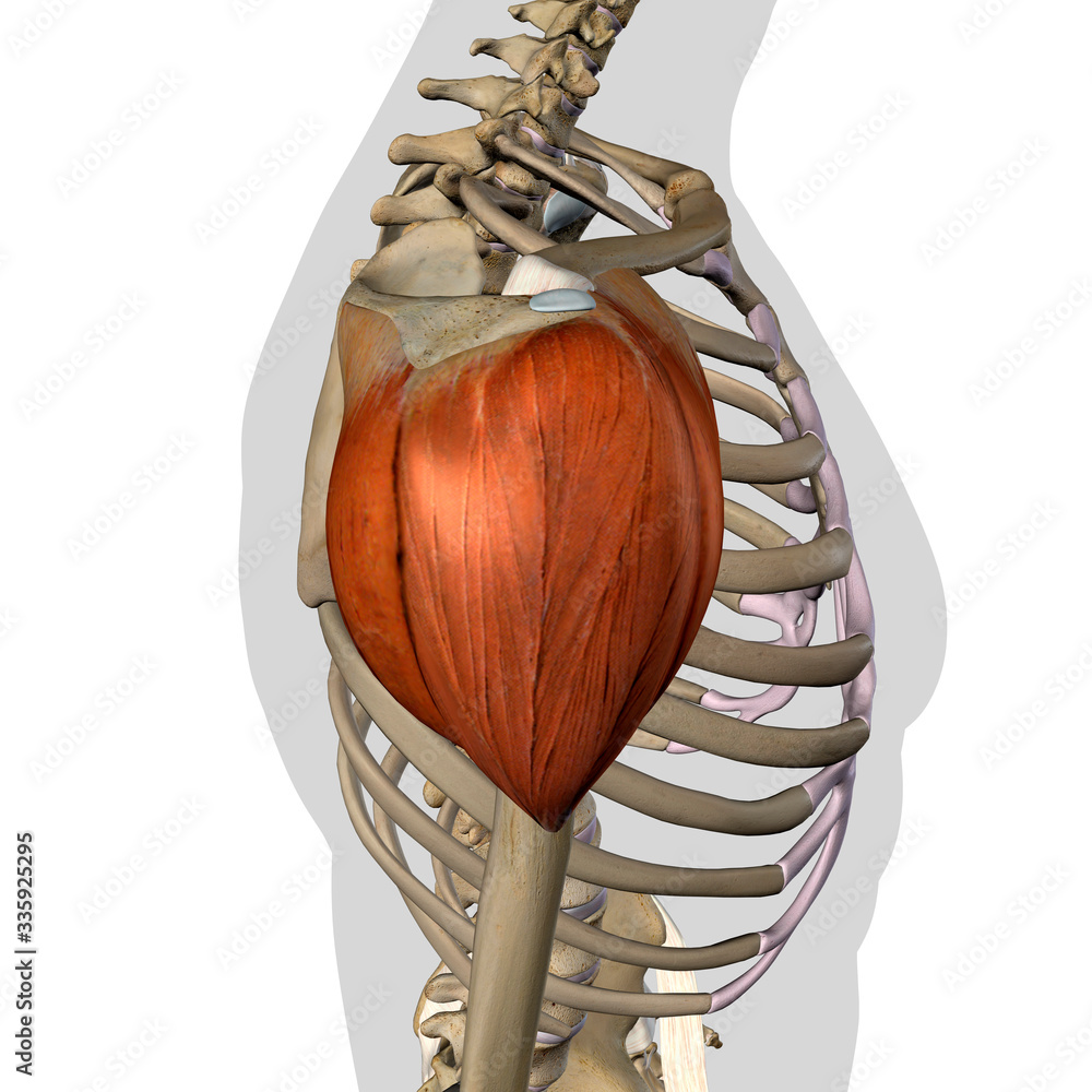 Poster Deltoid Muscle Isolated in Lateral View Human Anatomy on White ...