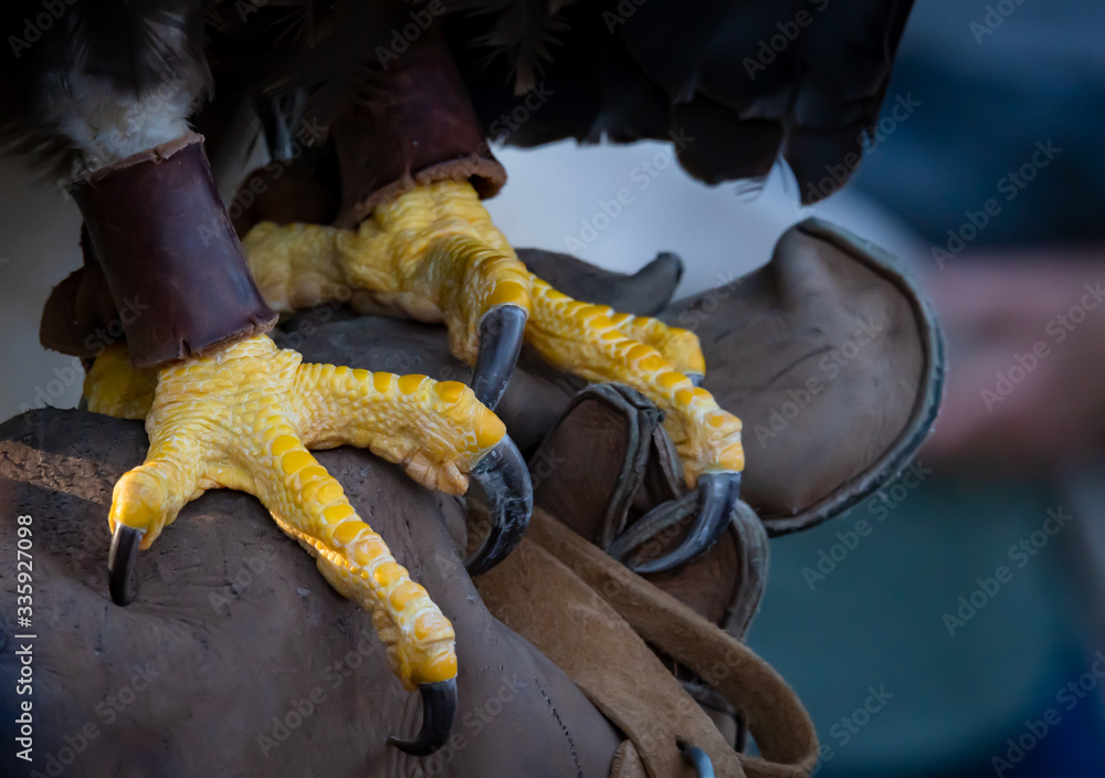 Golden Eagle Talons