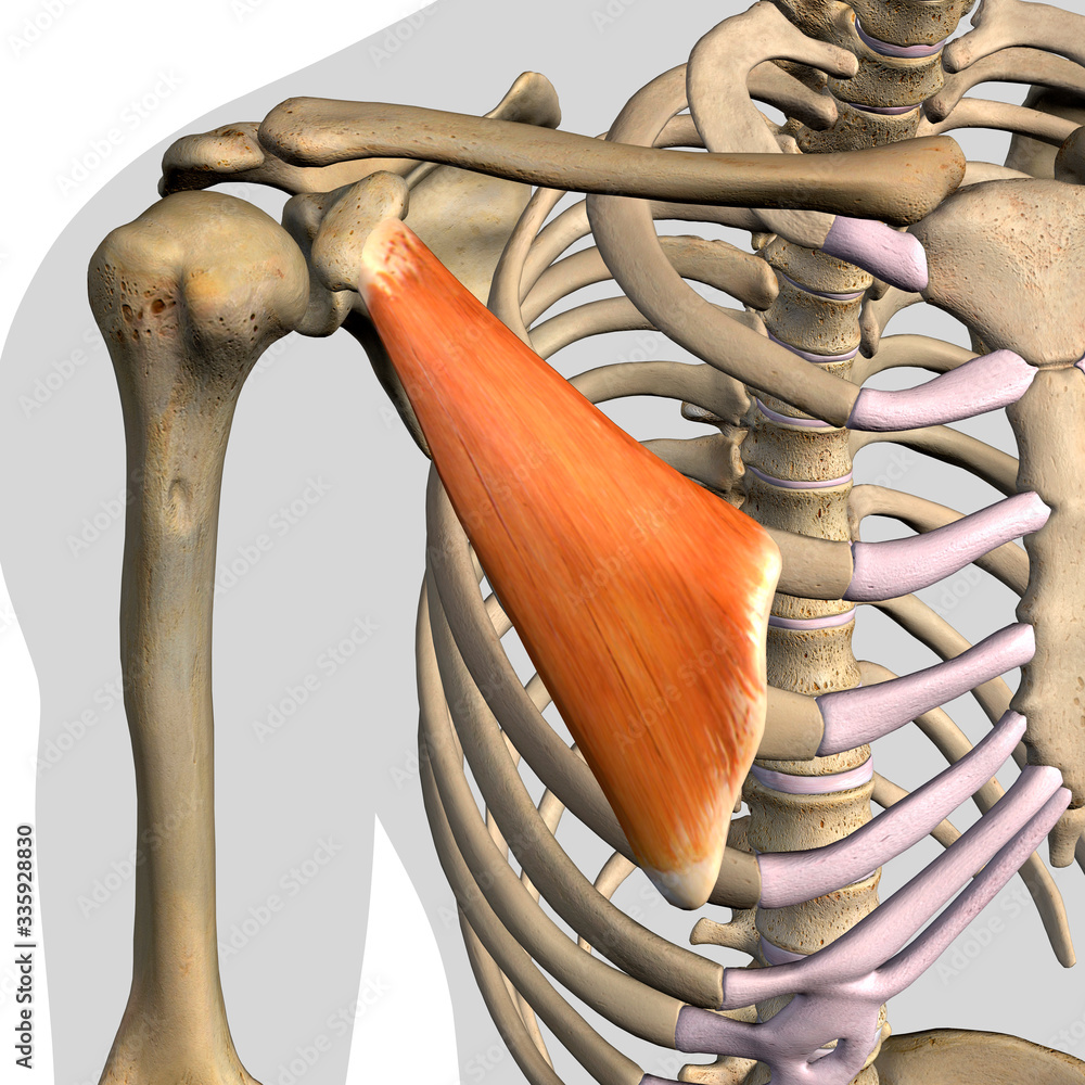 Pectoralis Minor Muscle Isolated in Anterior View Anatomy on White ...