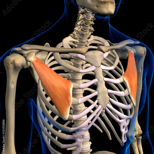 Pectoralis Minor Muscles Isolated in Anterior View Anatomy on Black ...