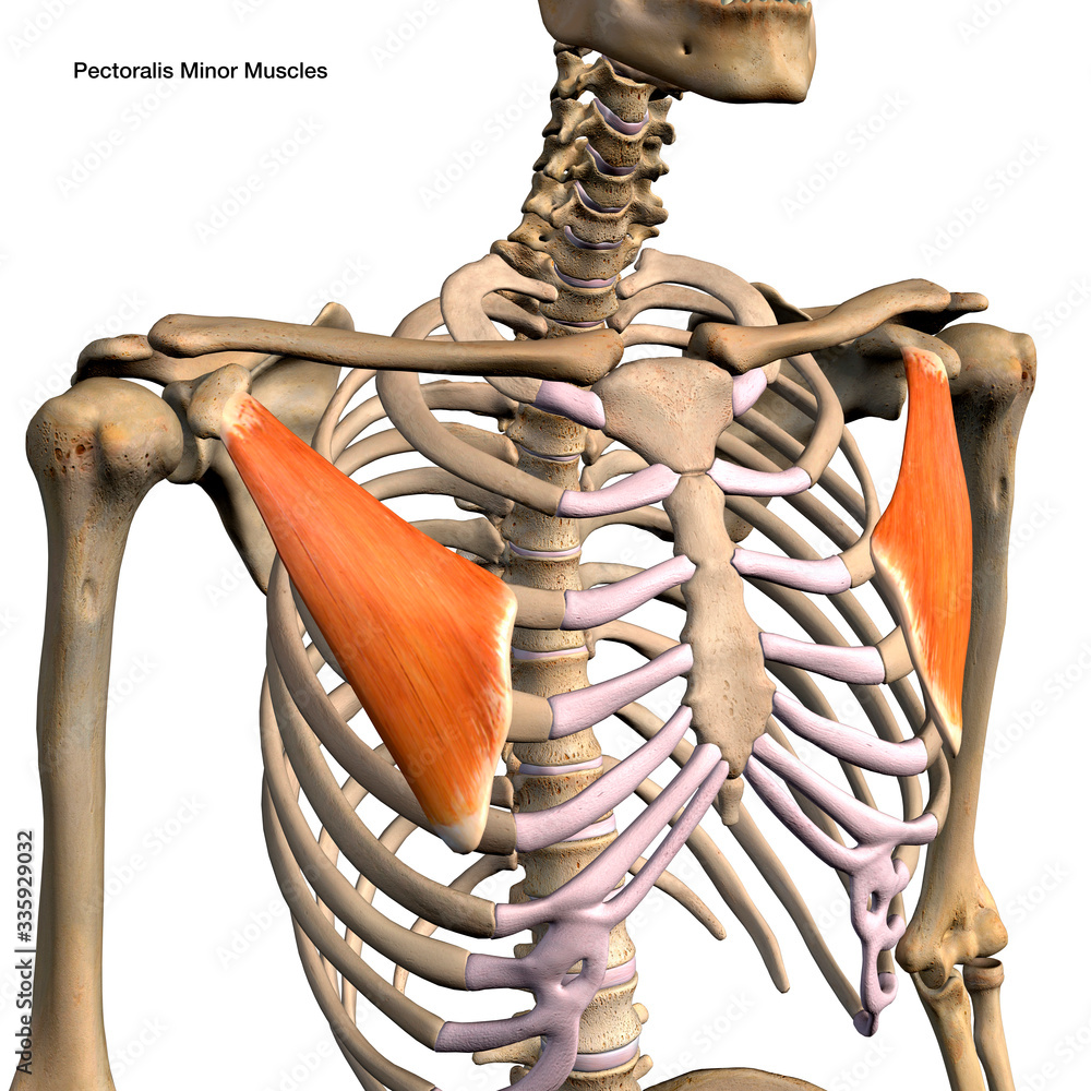 Poster Pectoralis Minor Muscles Isolated in Anterior View Labeled ...
