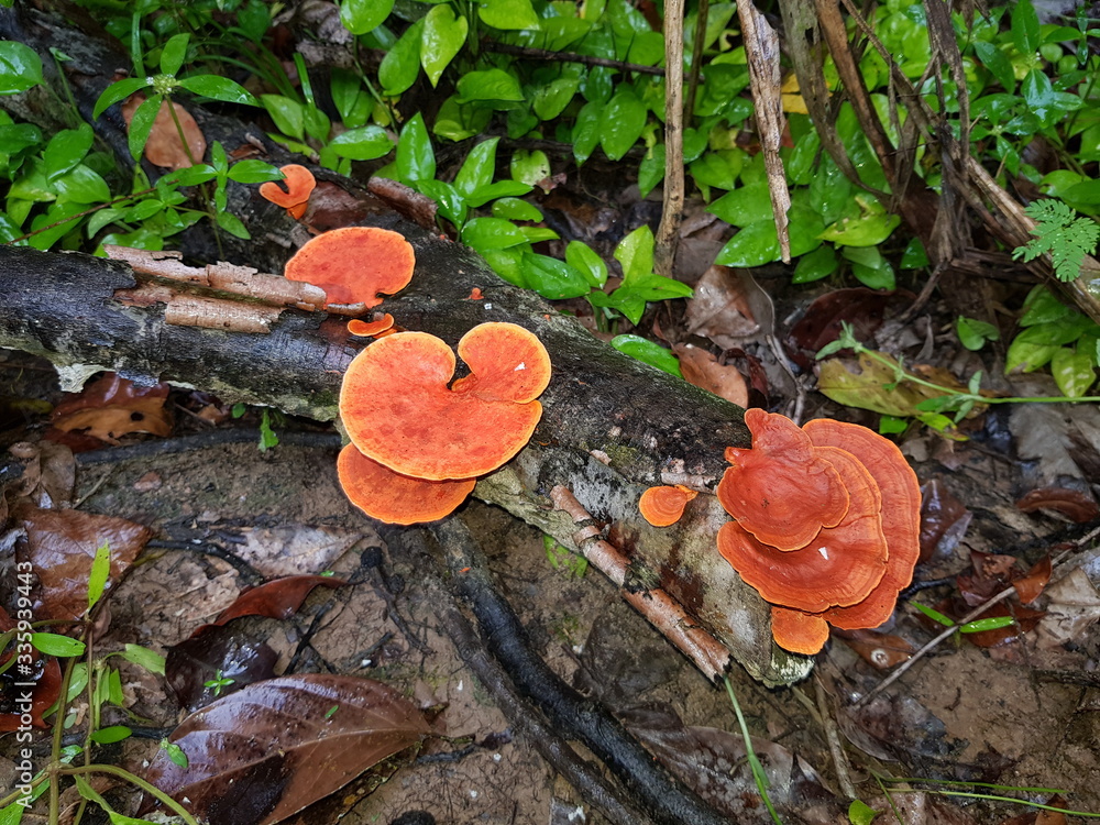 Pycnoporus sanguineus is a saprobic fungus, Polyporaceae family. Amazon ...
