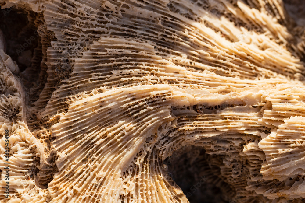 Fossil corals of the Red Sea. Ancient creatures, turned into stone ...