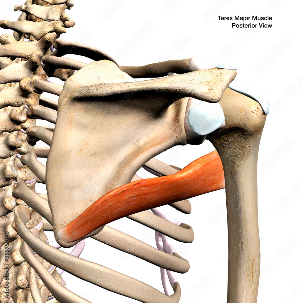 Teres Major Muscle Isolated in Posterior View Human Anatomy Labeled on ...