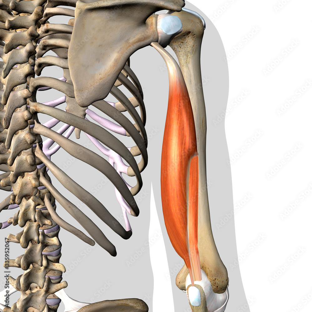 Triceps Brachii Muscle Isolated in Posterior View Human Anatomy on ...