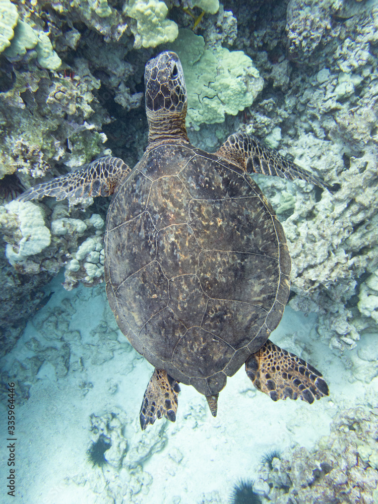 Hawaiian Green Sea Turtle from above Stock Photo | Adobe Stock