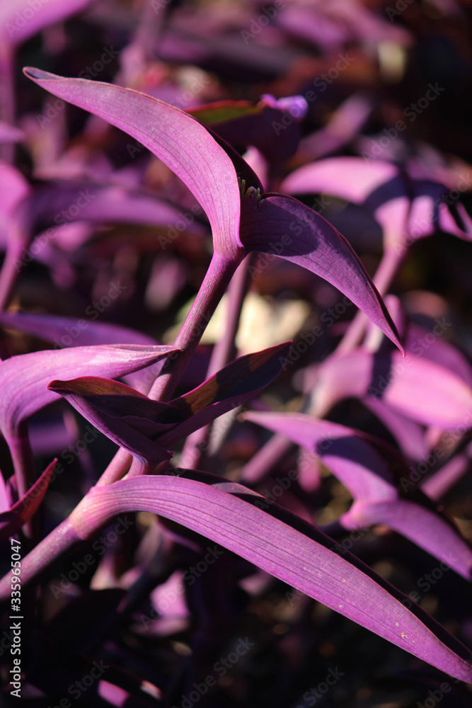 Tradescantia pallida or Purple queen ground cover growing in a garden ...