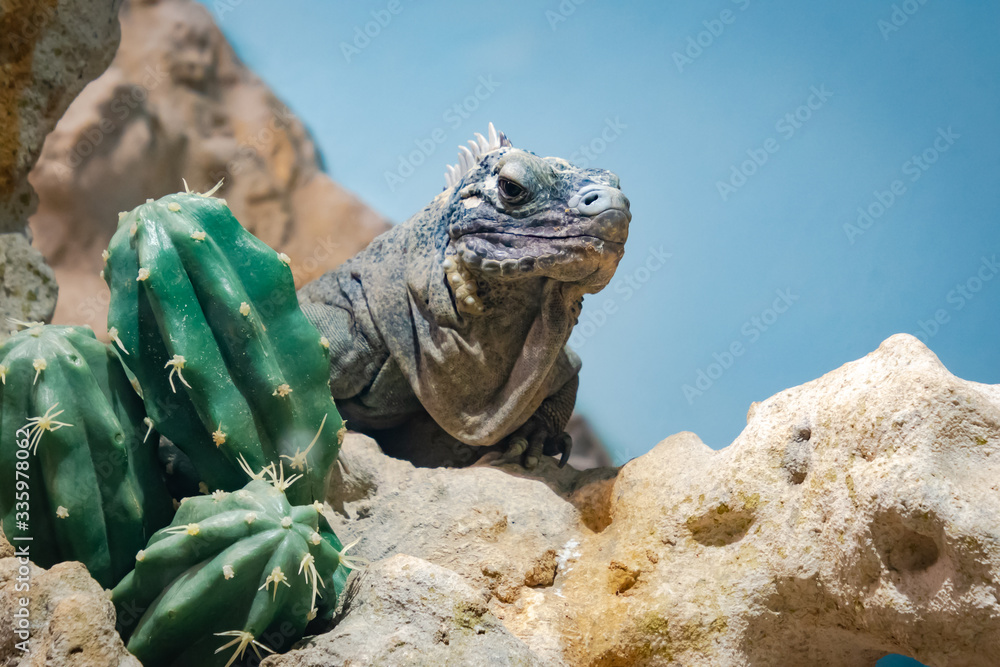Philippine Sail Fin Lizard as zoological specimen in Georgia. Stock ...