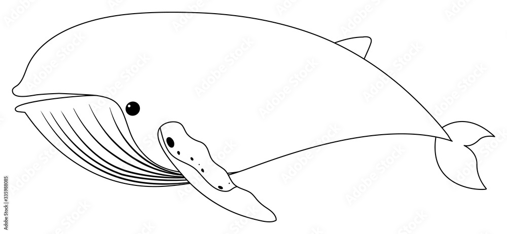 Outline drawing of whale on white background Stock Vector | Adobe Stock