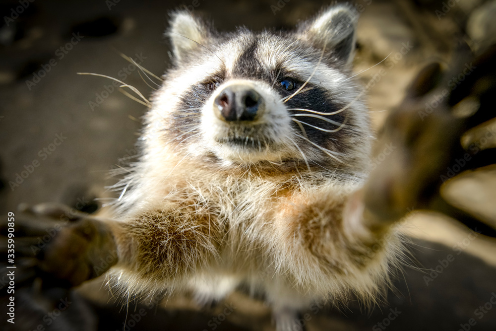 Portrait d'un mignon raton laveur à l'extérieure voulant faire un câlin ...